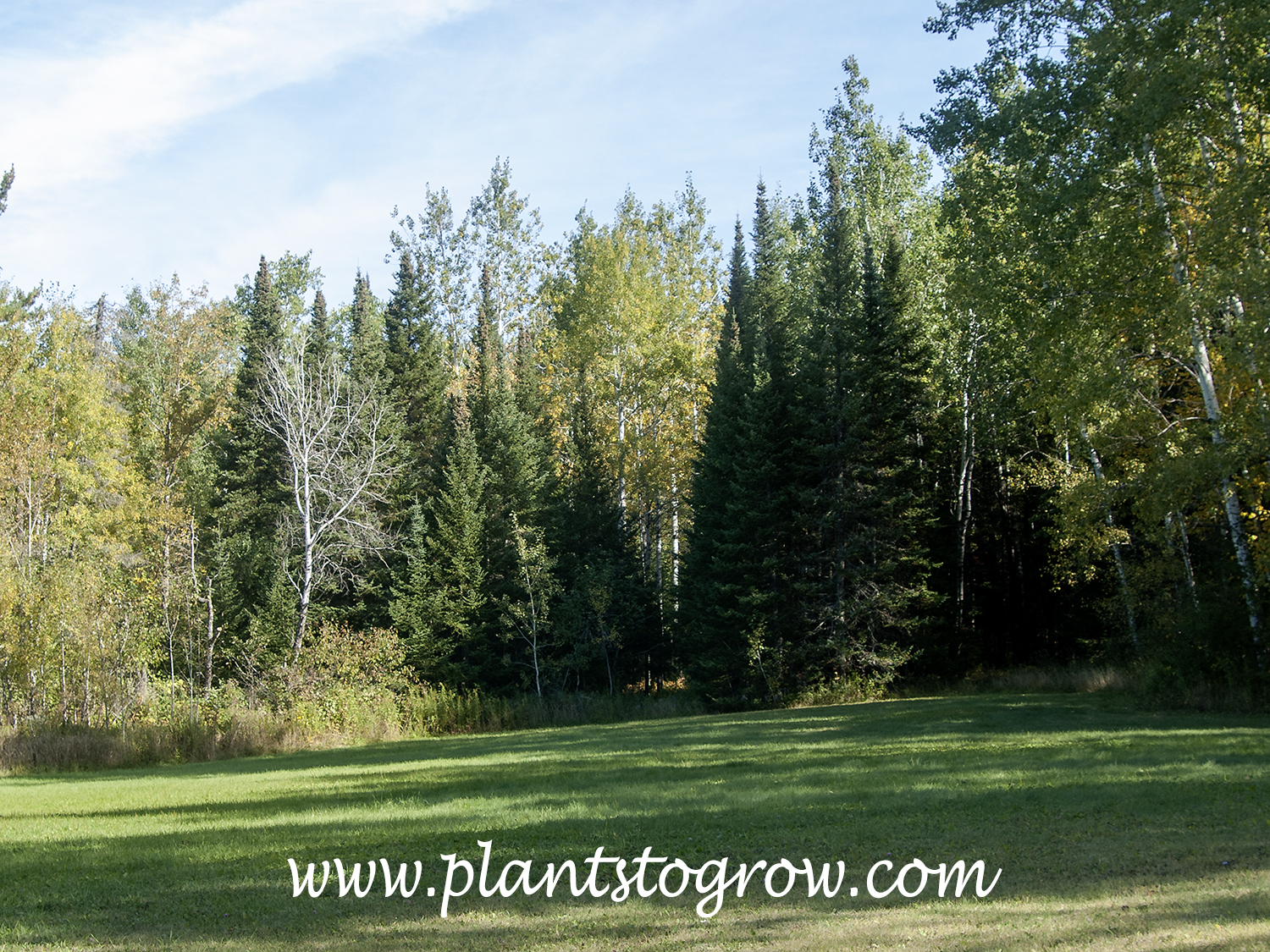 Balsam Fir (Abies balsamea) | Plants To Grow Plants Database by Paul S ...