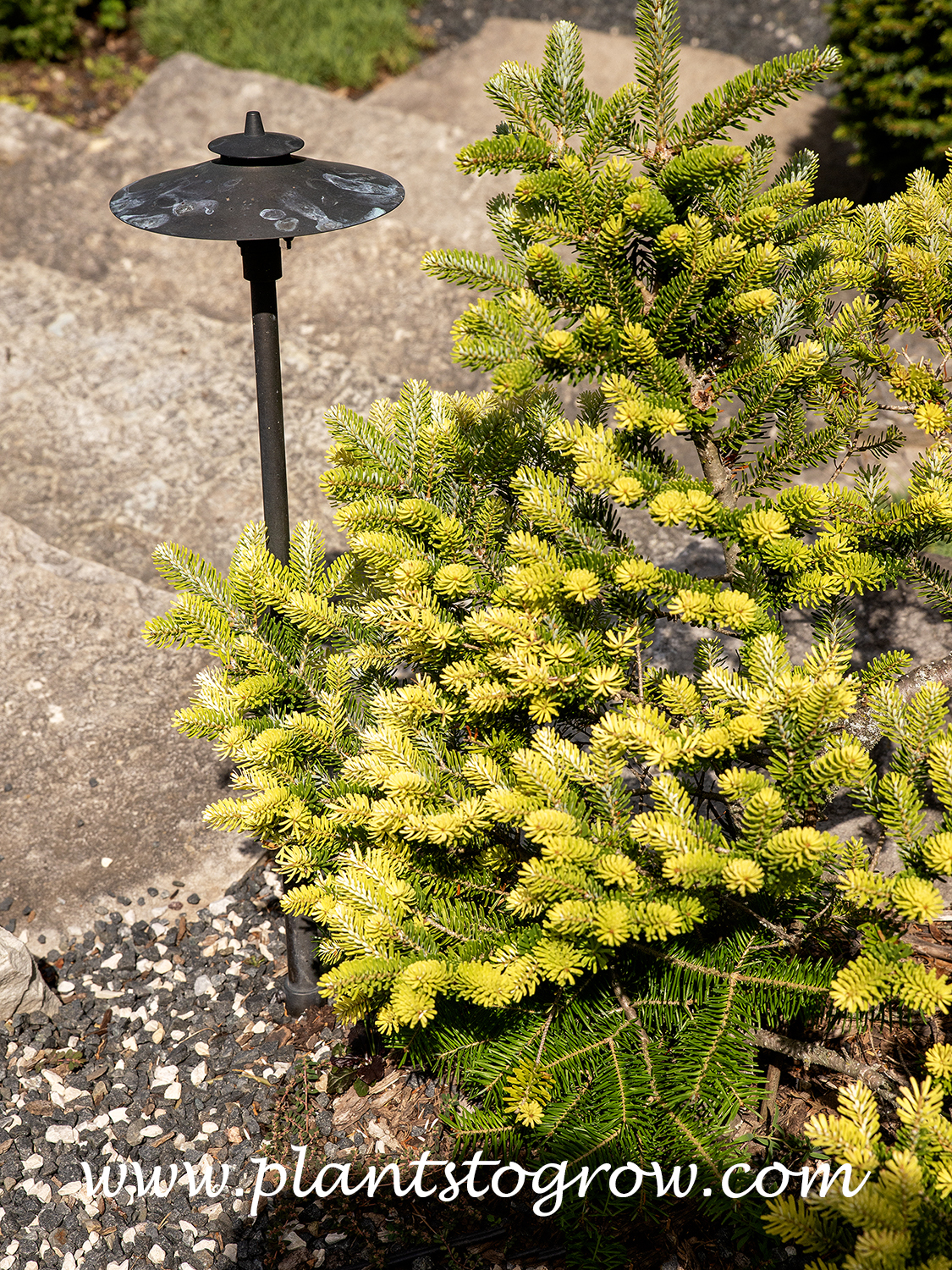 Korean Aurea Fir (Abies koreana Aurea) | Plants To Grow Plants Database ...