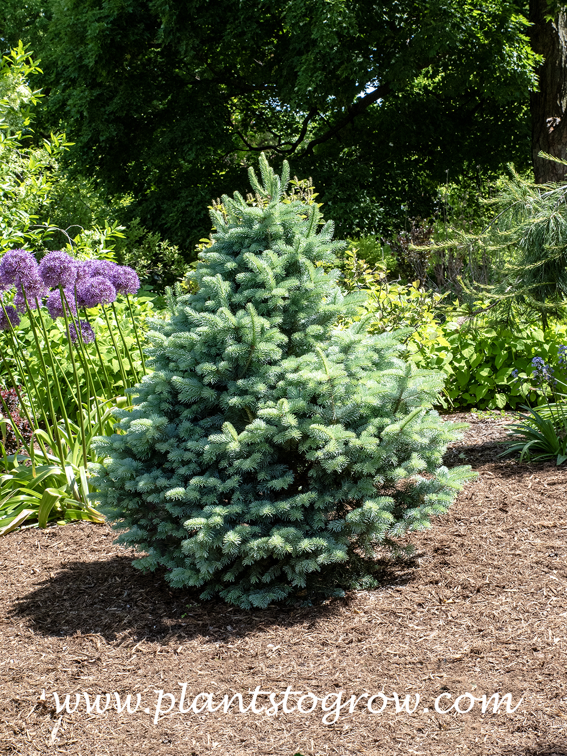 Blue Compact Rocky Mountain Fir (Abies lasiocarpa arizonica Glauca ...