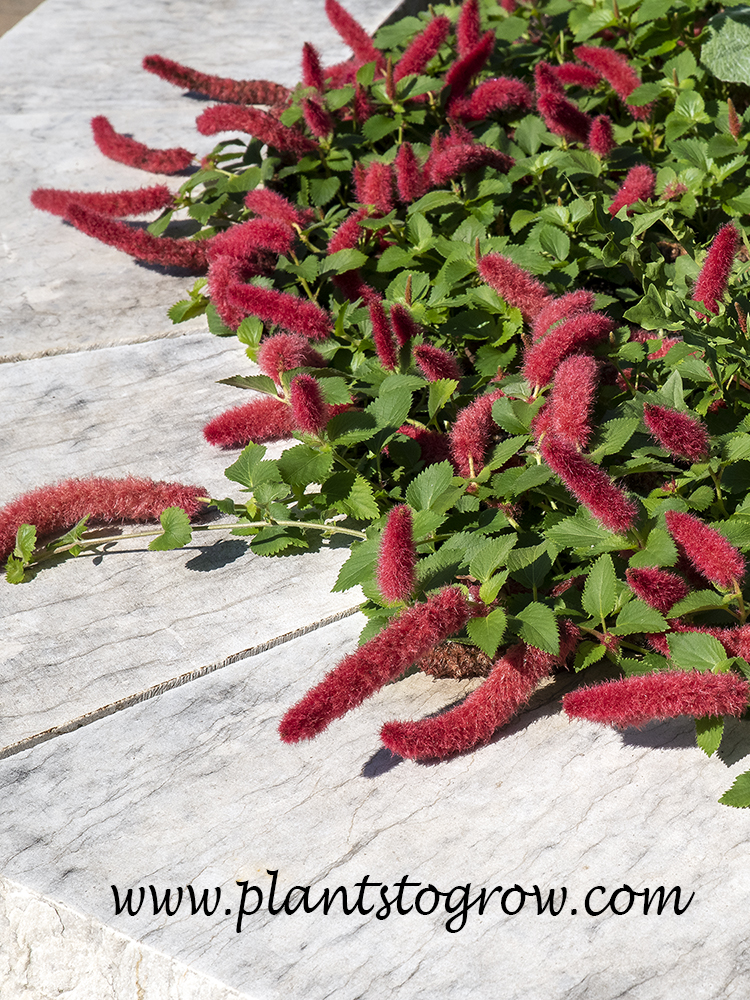 Firetail Plant (Acalypha pendula) | Plants To Grow Plants Database by ...