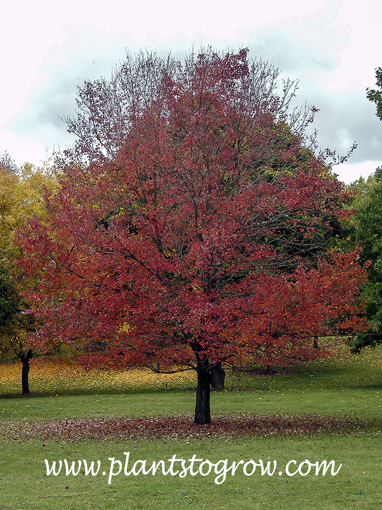 Autumn Flame Red Maple (Acer rubrum) | Plants To Grow Plants Database ...