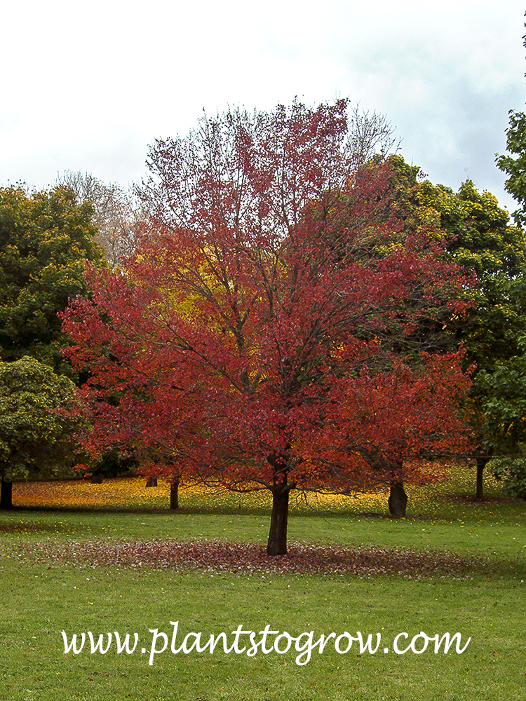 Autumn Flame Red Maple (Acer rubrum) | Plants To Grow Plants Database ...
