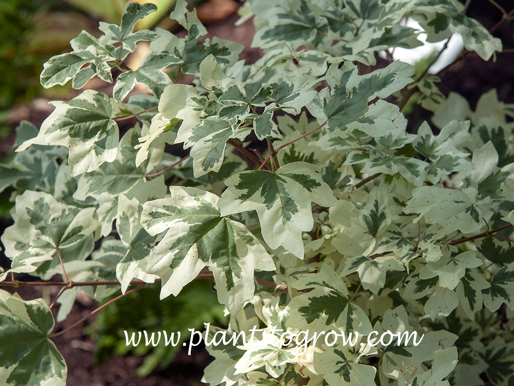 Carnaval Hedge Maple (Acer campestre) | Plants To Grow Plants Database ...