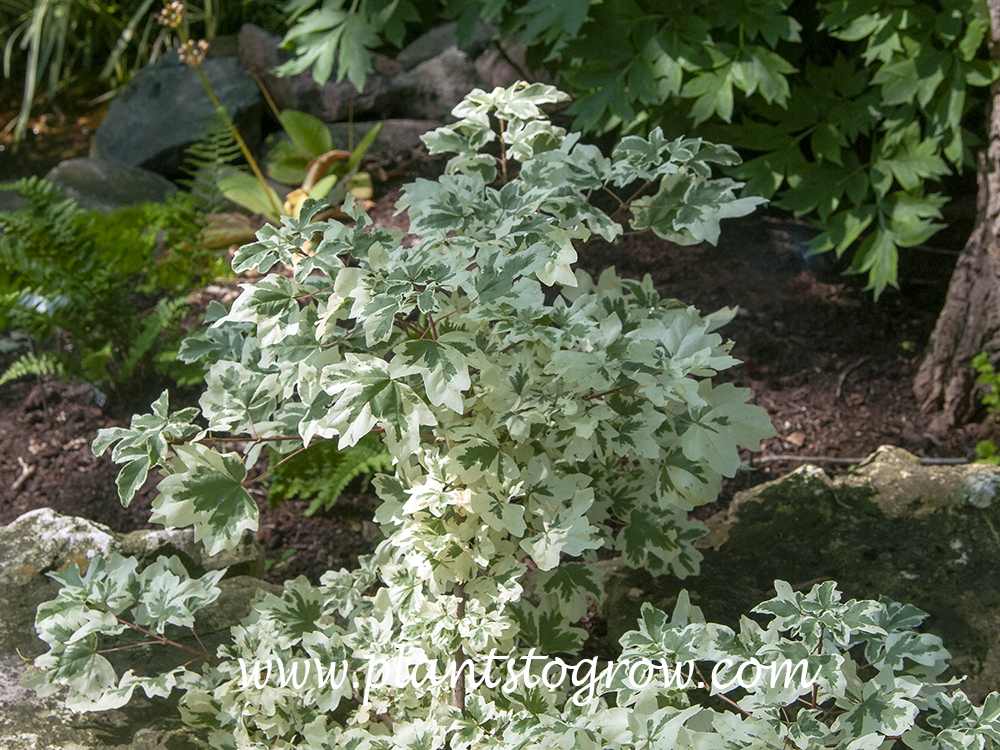 Carnaval Hedge Maple (Acer campestre) | Plants To Grow Plants Database ...