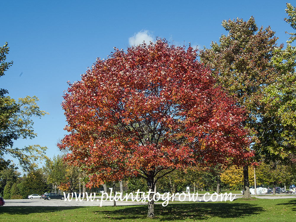 Northwoods Red Maple (Acer rubrum) | Plants To Grow Plants Database by ...