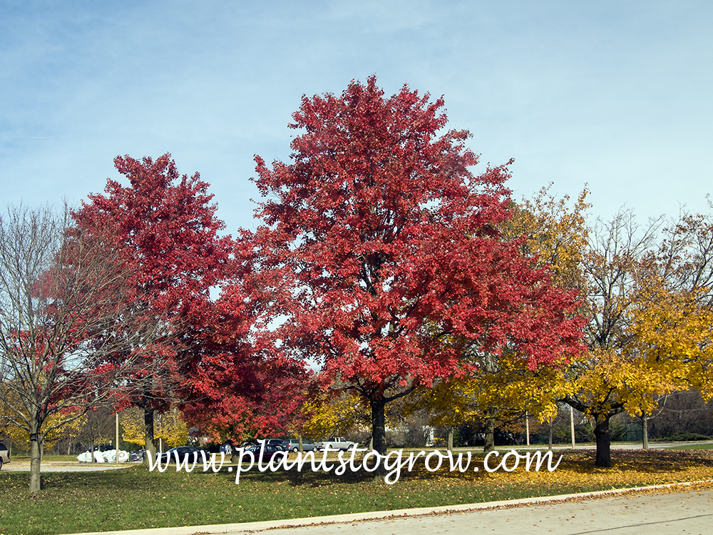 October Glory Red Maple (Acer rubrum) | Plants To Grow Plants Database ...