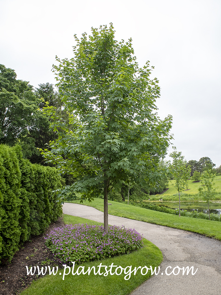 Highland Park Sugar Maple (Acer) | Plants To Grow Plants Database by ...