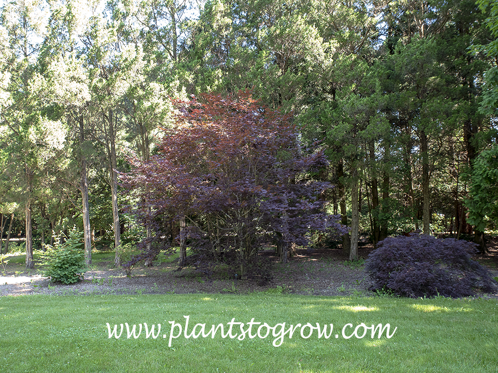 Bloodgood Japanese Maple (Acer palmatum atropurpureum) | Plants To Grow ...