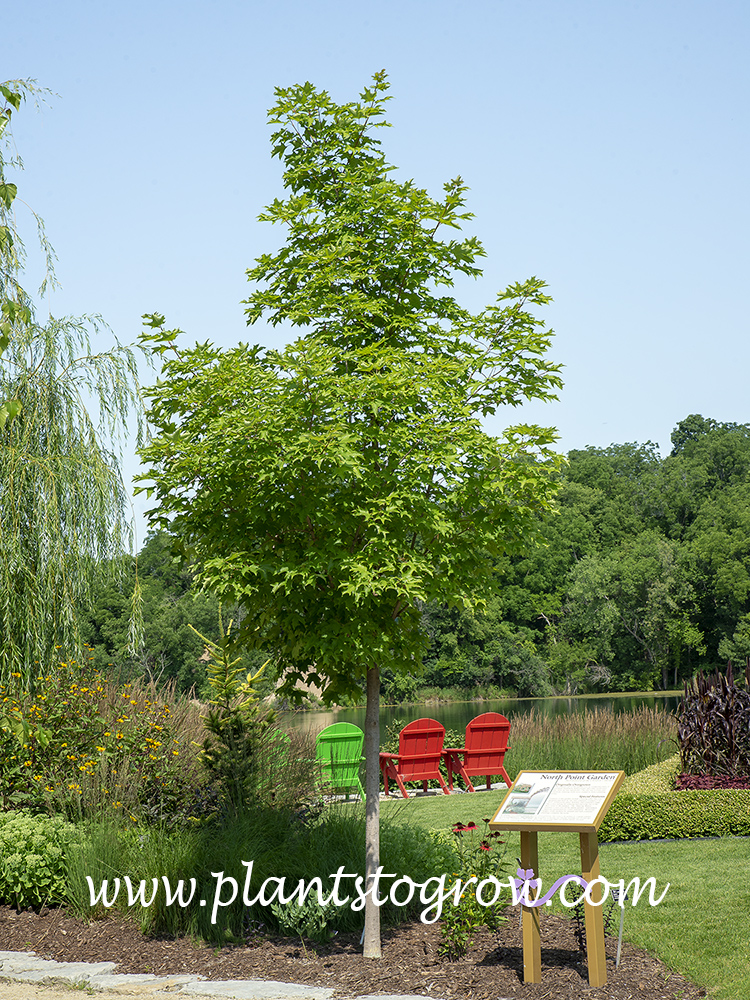 Fall Fiesta Sugar Maple (Acer saccharum) | Plants To Grow Plants ...