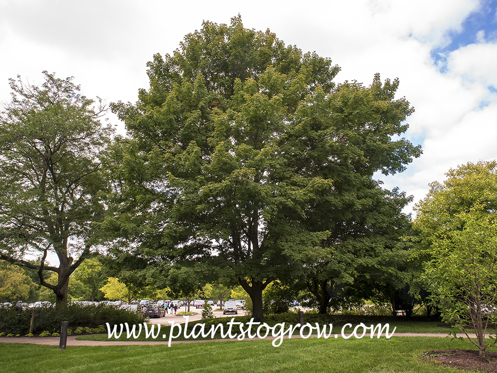 Sweet Shadow Sugar Maple (Acer saccharum) | Plants To Grow Plants ...
