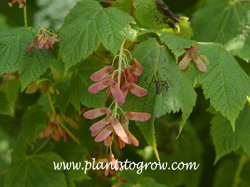 Mountain Maple (Acer spicatum) | Plants To Grow Plants Database by Paul ...