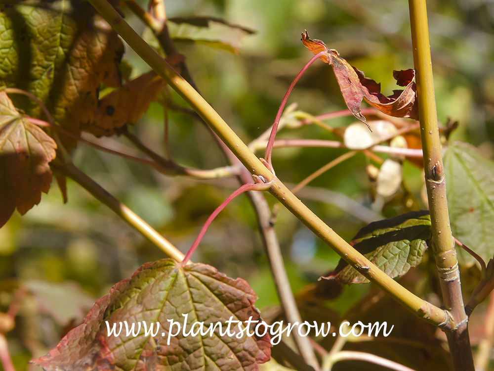 Mountain Maple (Acer spicatum) | Plants To Grow Plants Database by Paul ...