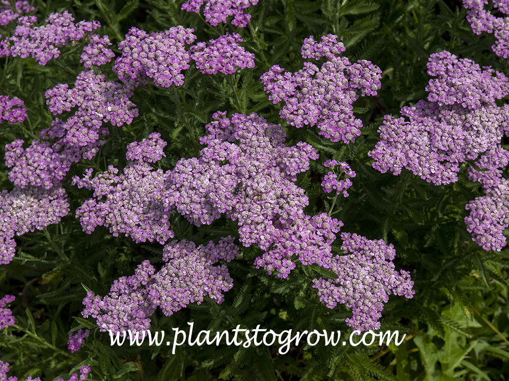 Firefly series Yarrow (Achillea) | Plants To Grow Plants Database by ...