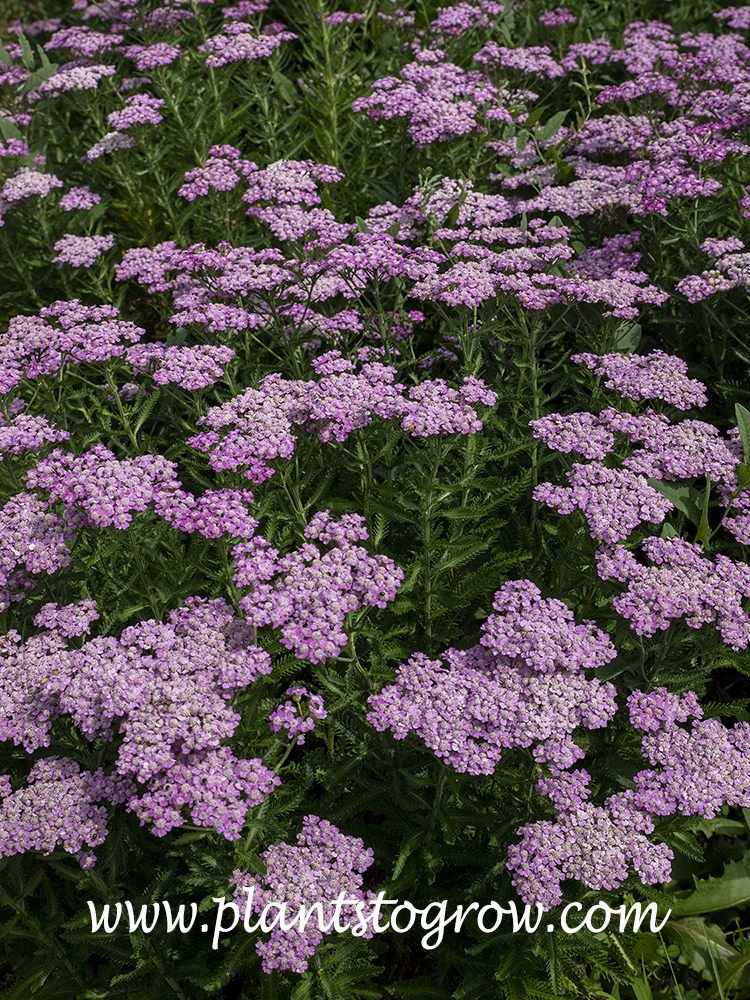 Firefly series Yarrow (Achillea) | Plants To Grow Plants Database by ...