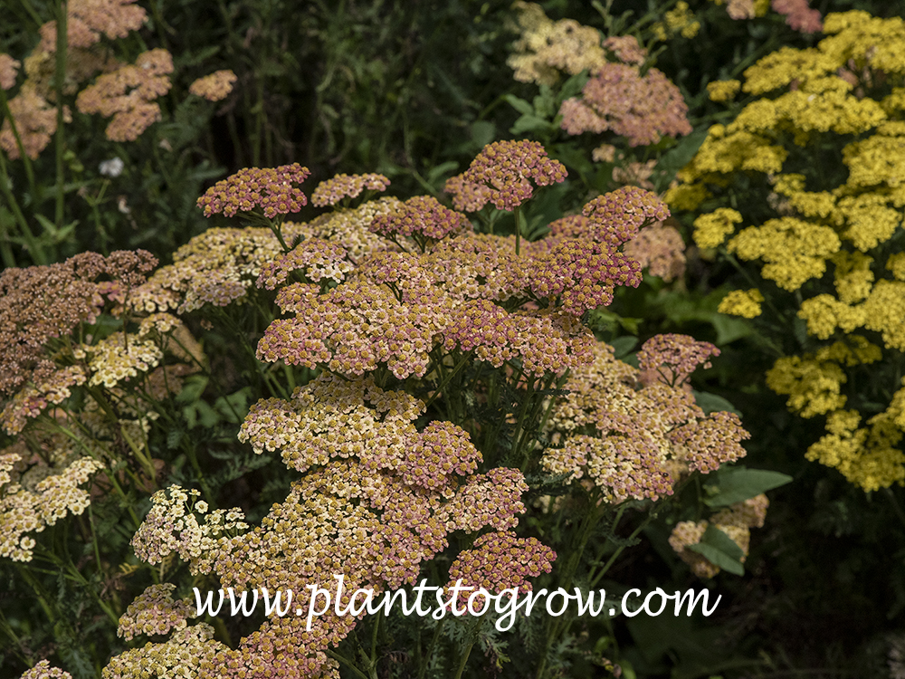 Firefly series Yarrow (Achillea) | Plants To Grow Plants Database by ...