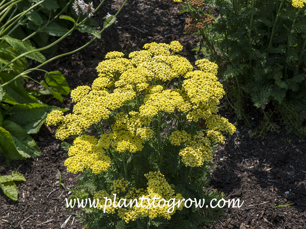Firefly series Yarrow (Achillea) | Plants To Grow Plants Database by ...
