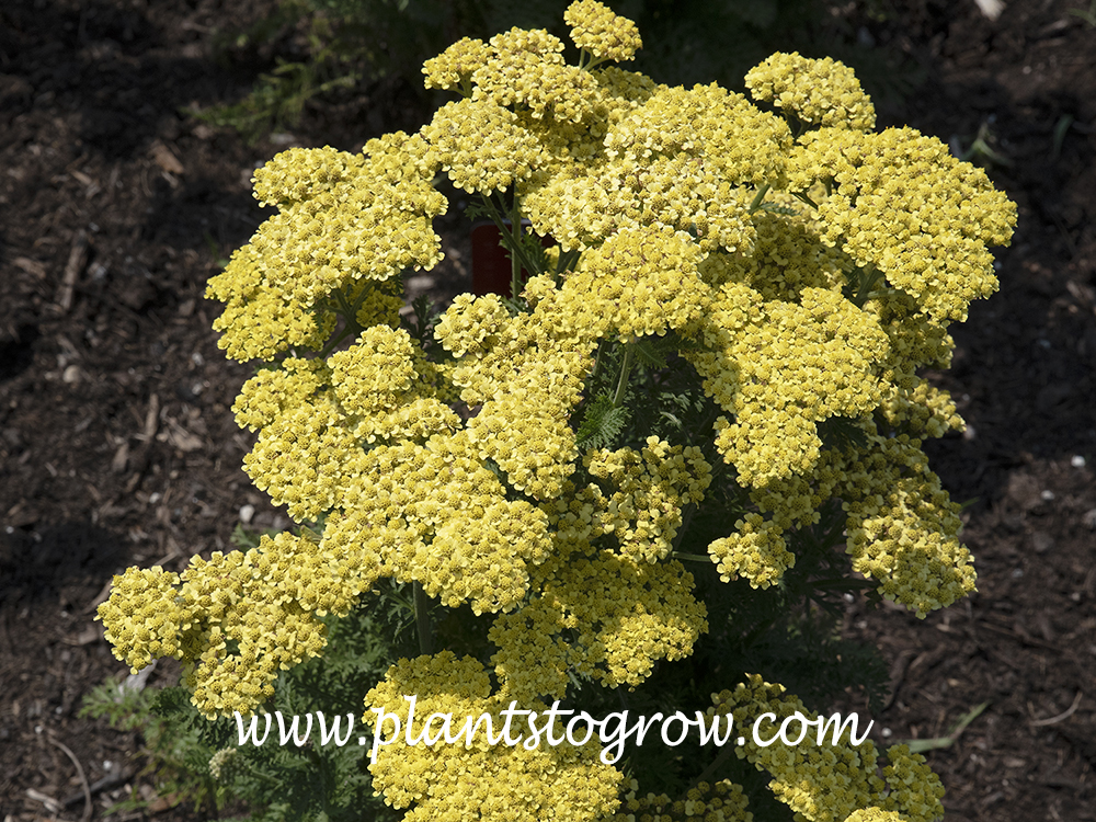 Firefly series Yarrow (Achillea) | Plants To Grow Plants Database by ...