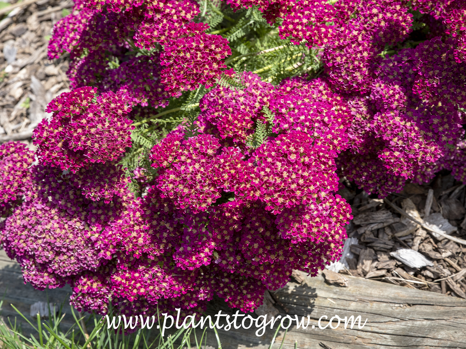 'Pomegranate' Yarrow (Achillea millefolium) is a hardy drought ...