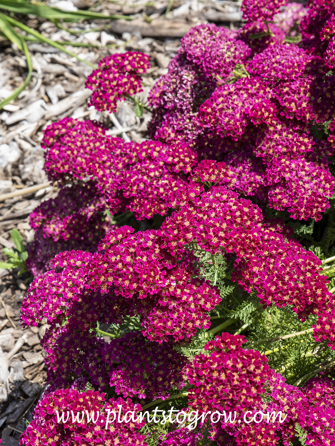 'Pomegranate' Yarrow (Achillea millefolium) is a hardy drought ...