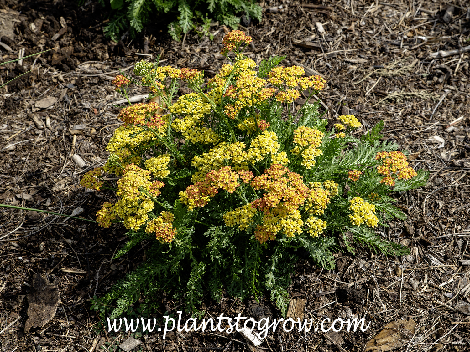 Yellow Terracotta' Yarrow (Achillea millefolium) | Plants To Grow ...