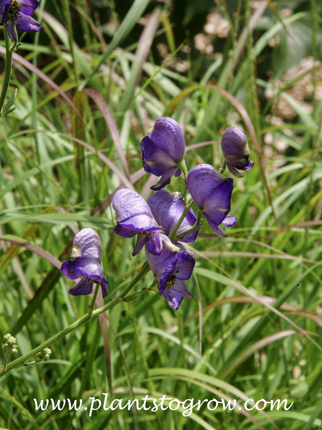Blue Valley Monkshood (Aconitum napellus ) | Plants To Grow Plants ...