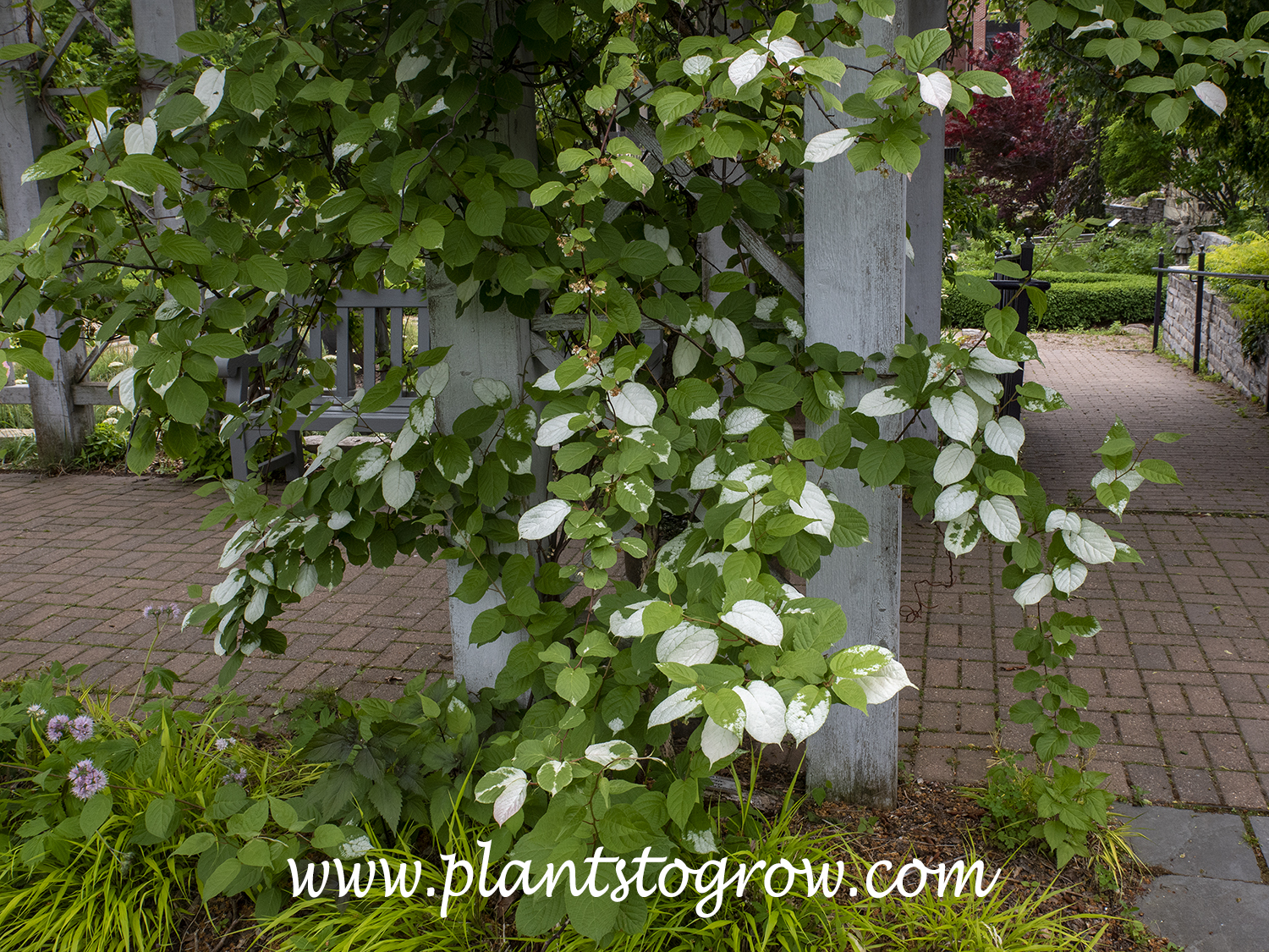 Arctic Beauty Kiwi Vine (Actinidia kolomikta) | Plants To Grow Plants ...