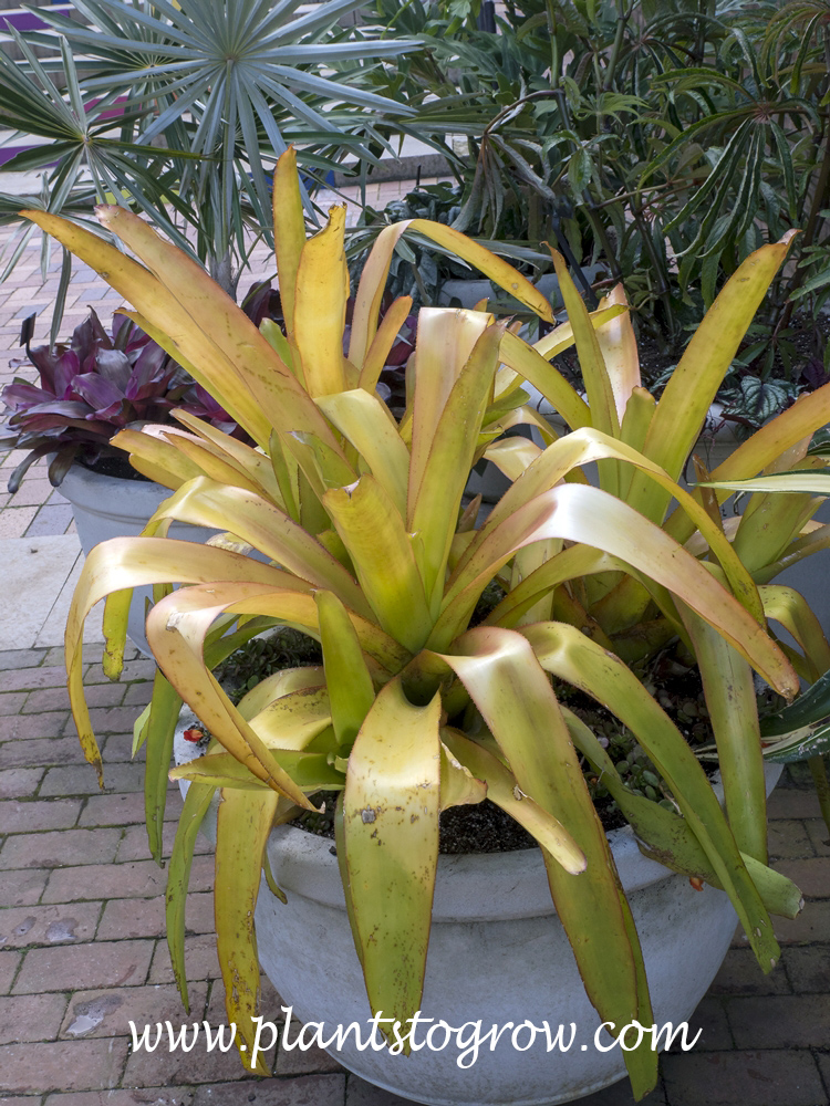 | Plants To Grow Plants Database by Paul S. Drobot