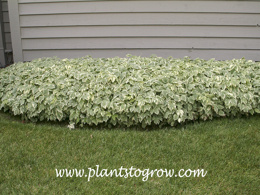 Bishops Weed Ground Cover