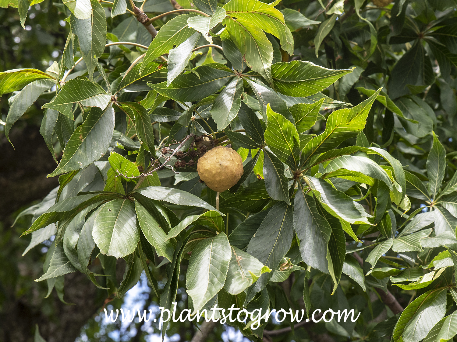 Ohio Buckeye (Aesculus glabra) | Plants To Grow Plants Database by Paul ...