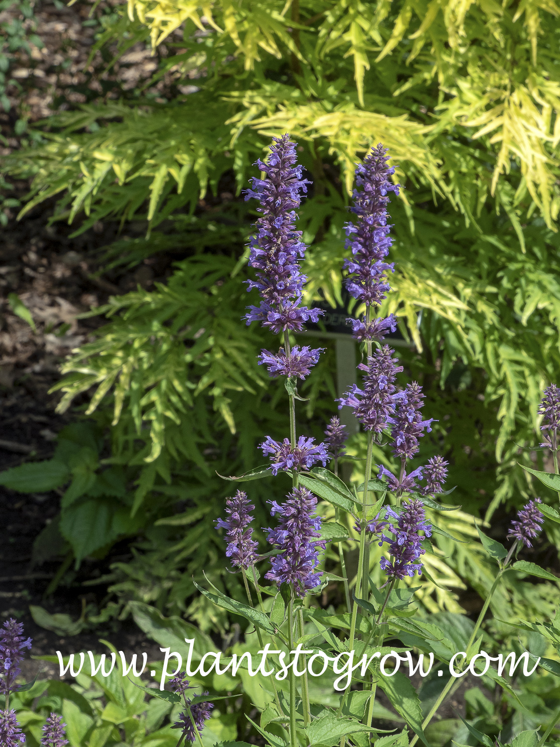 Blue Boa Agastache (Agastache) | Plants To Grow Plants Database by Paul S. Drobot