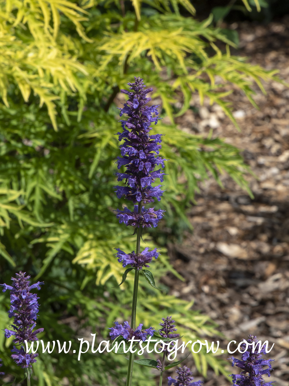 Blue Boa Agastache (Agastache) | Plants To Grow Plants Database by Paul S. Drobot