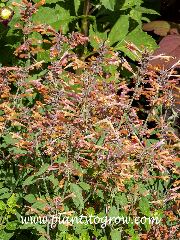 Summer Sunset Agastache (Agastache rupestris) | Plants To Grow Plants ...