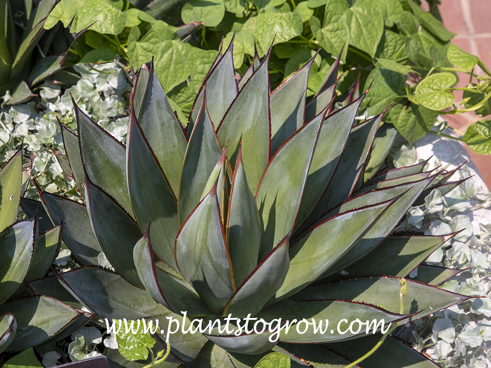 Agave 'Blue Glow' | Plants To Grow Plants Database by Paul S. Drobot