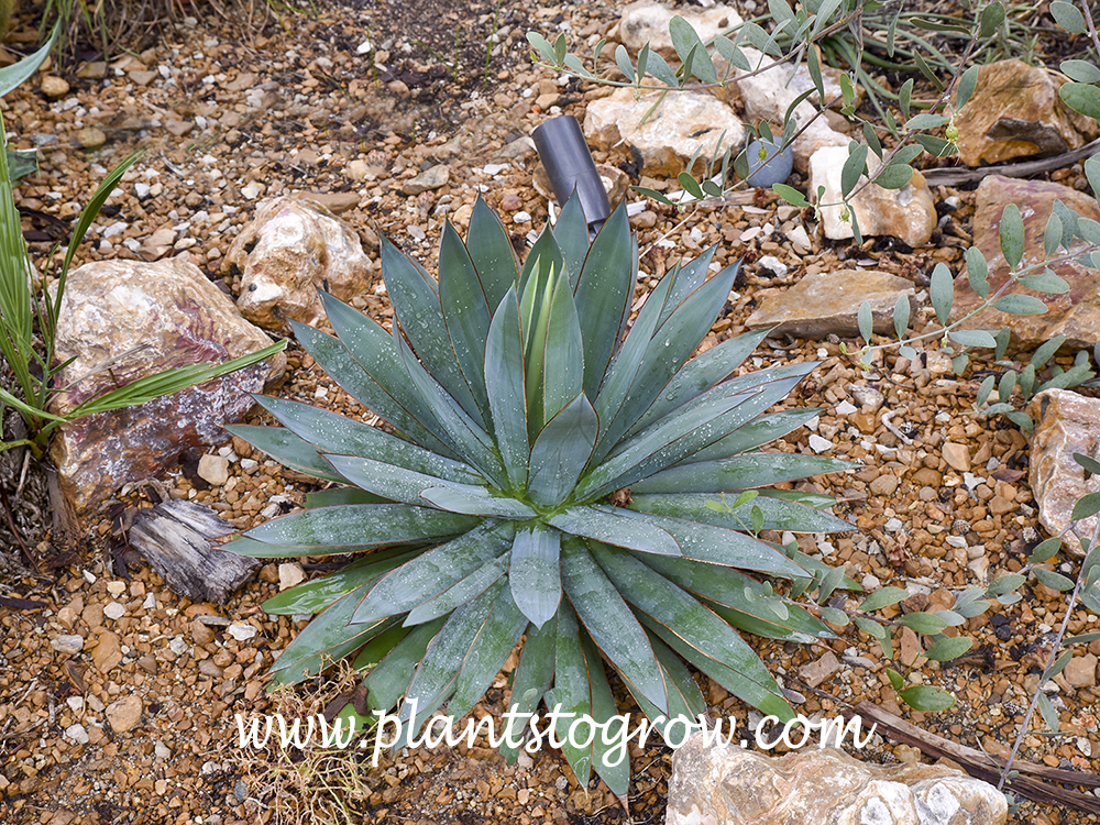 Agave 'Blue Glow' | Plants To Grow Plants Database by Paul S. Drobot