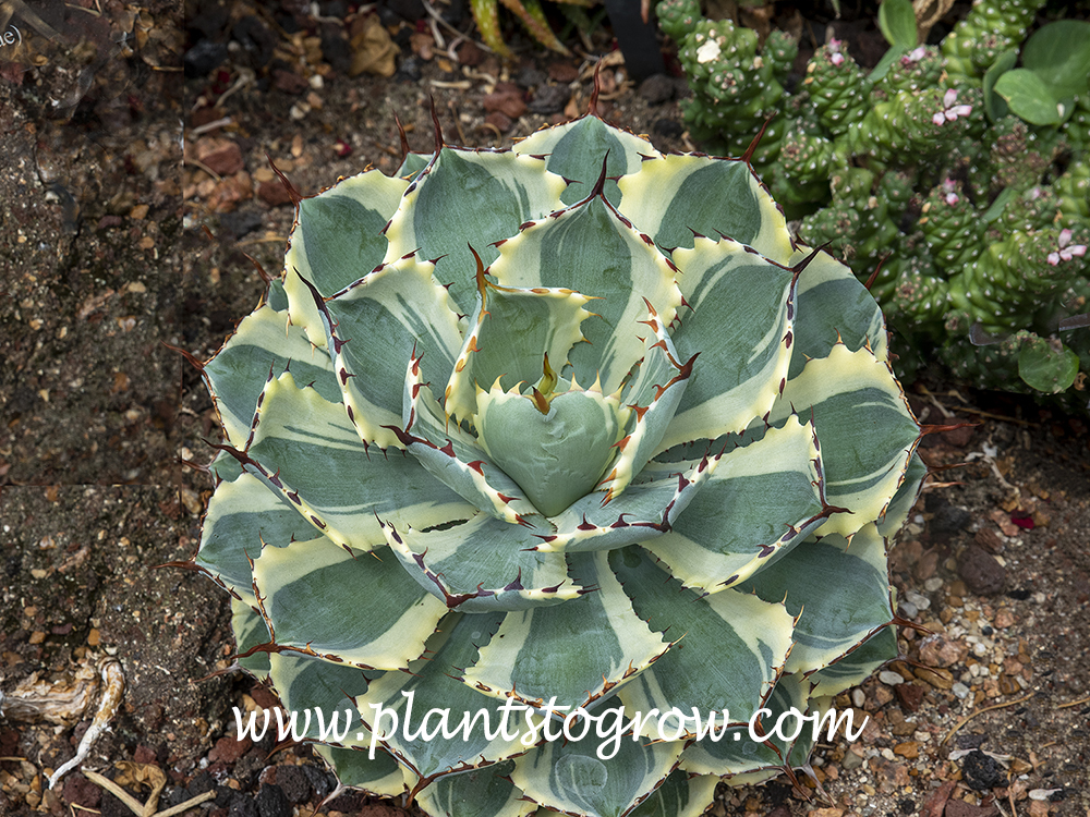 Kissho Kan (Agave potatorum) | Plants To Grow Plants Database by Paul S ...