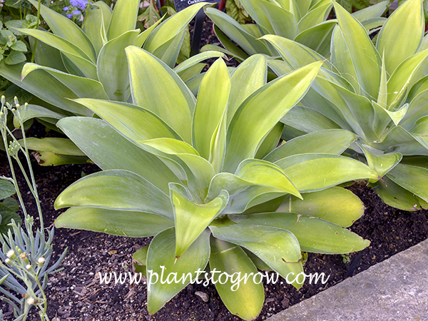 Raeas Gold Agave | Plants To Grow Plants Database by Paul S. Drobot