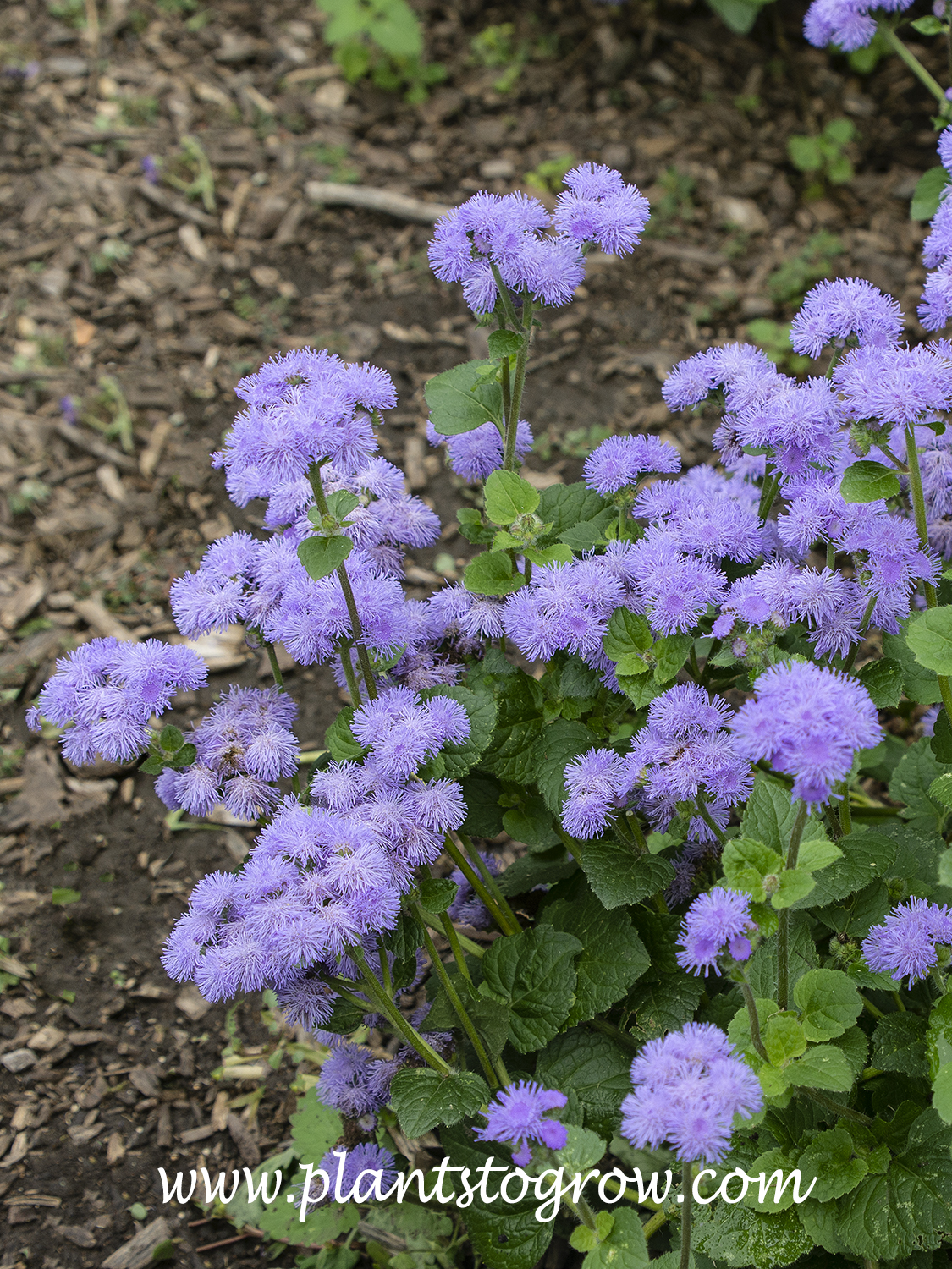 'Blue Planet' Ageratum (Ageratum houstonianum) | Plants To Grow Plants ...