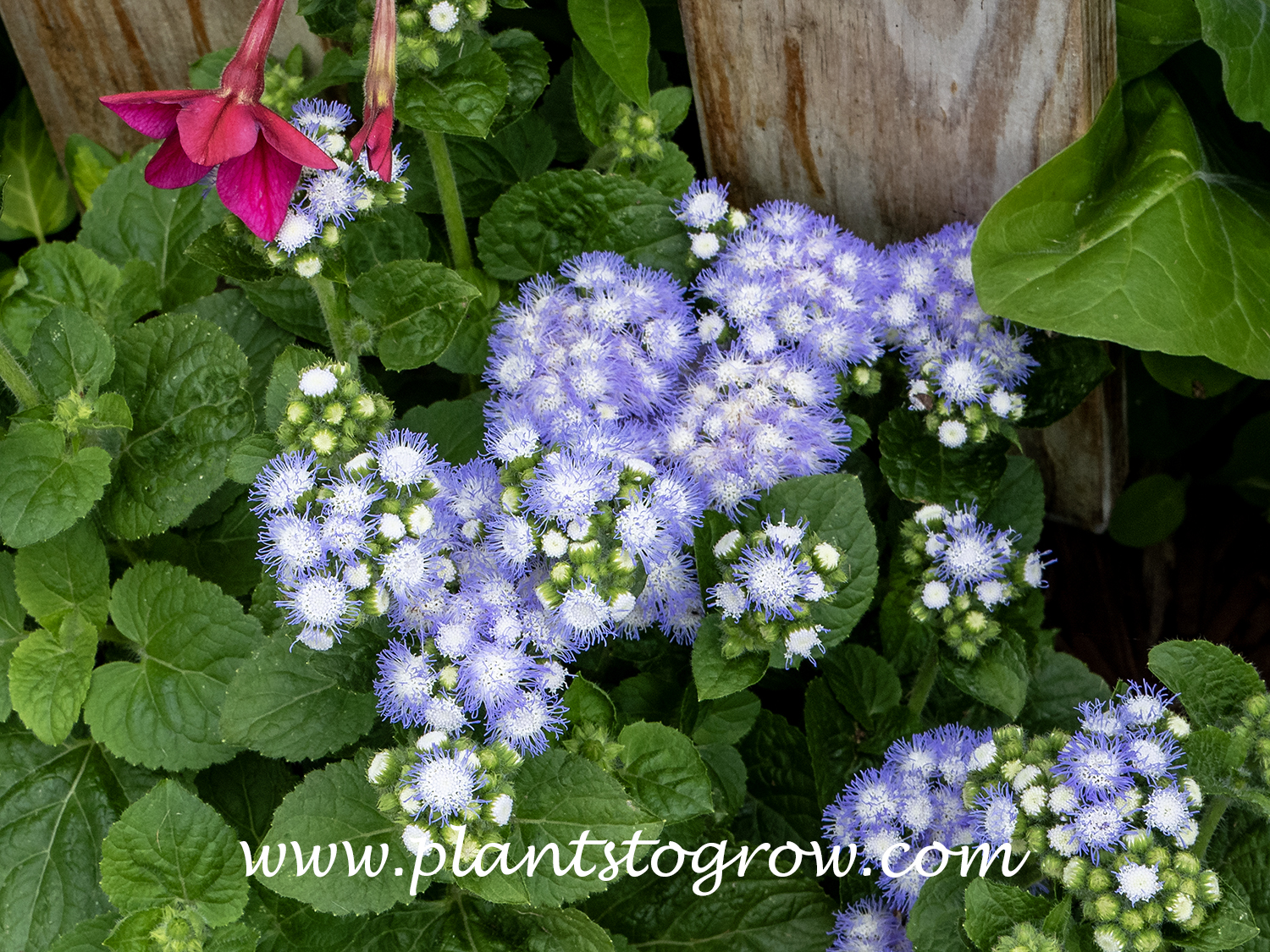 Ageratum Leda is a shorter blue flowering annual with flossy flowers ...