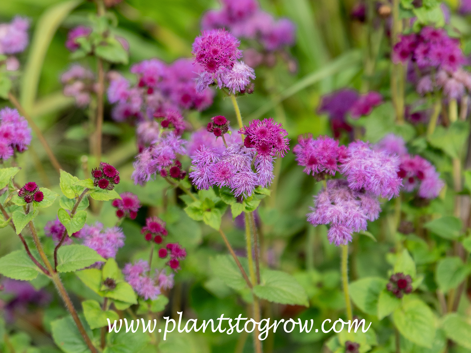 Red Flint Ageratum (Ageratum houstonianum) | Plants To Grow Plants ...