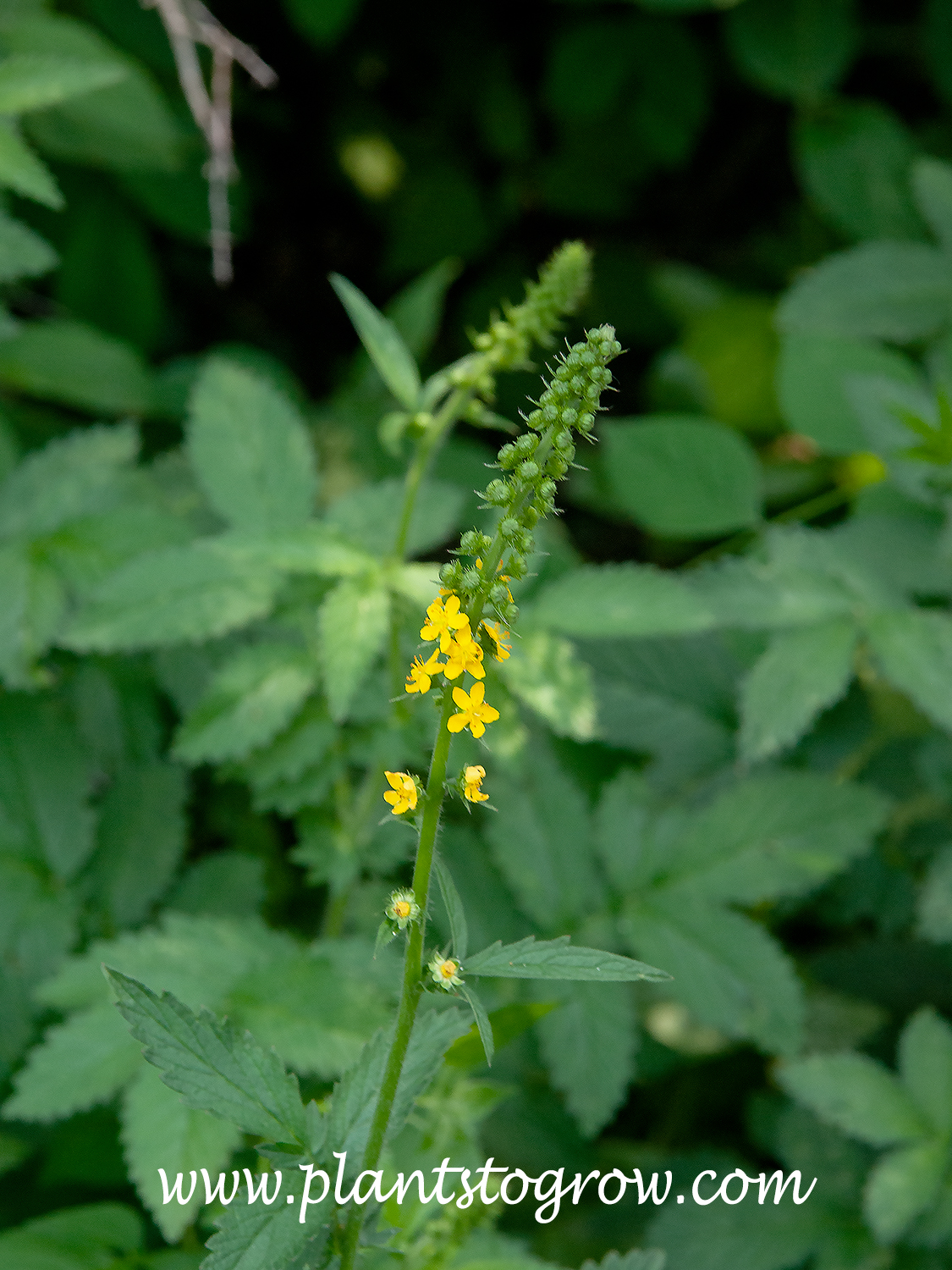 Common Agrimony (Agrimonia eupatoria) | Plants To Grow Plants Database ...