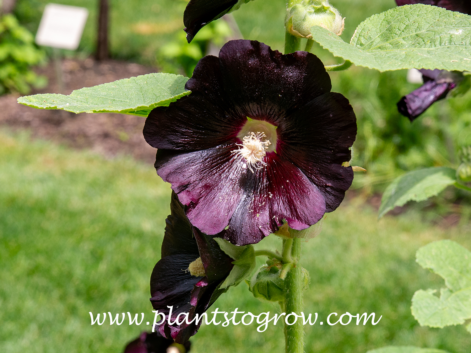 Nigra Hollyhock (Alcea rosea) | Plants To Grow Plants Database by Paul ...