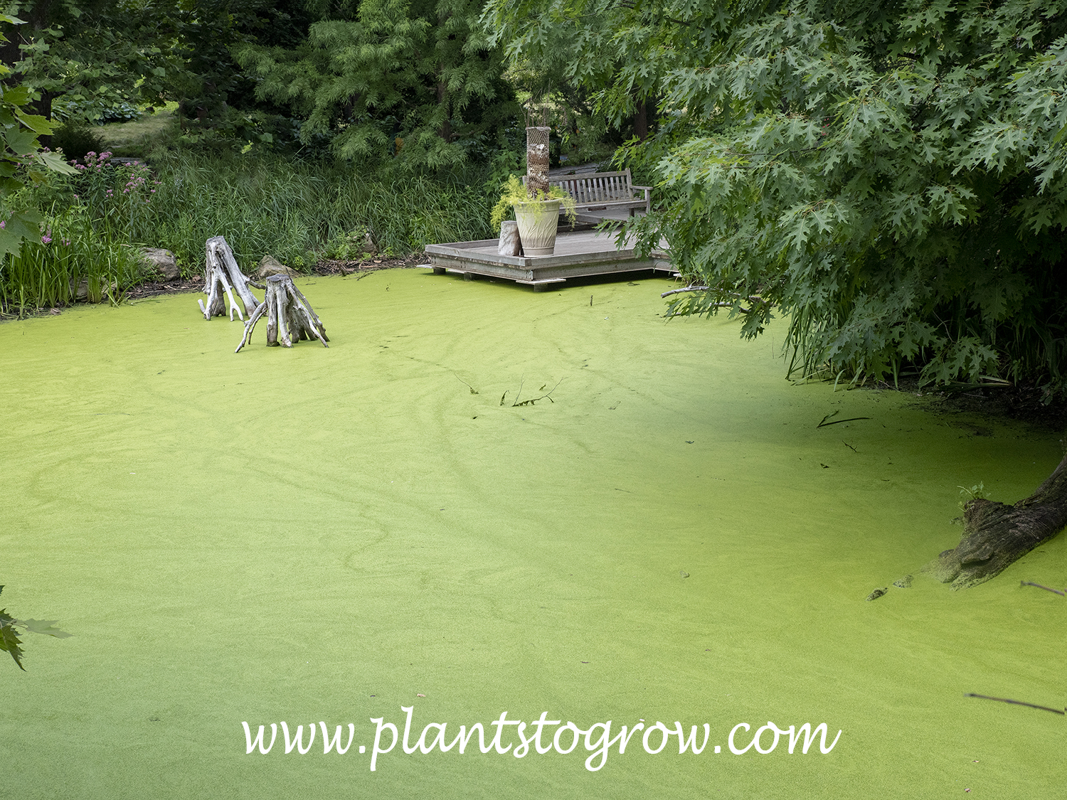 Algae | Plants To Grow Plants Database by Paul S. Drobot