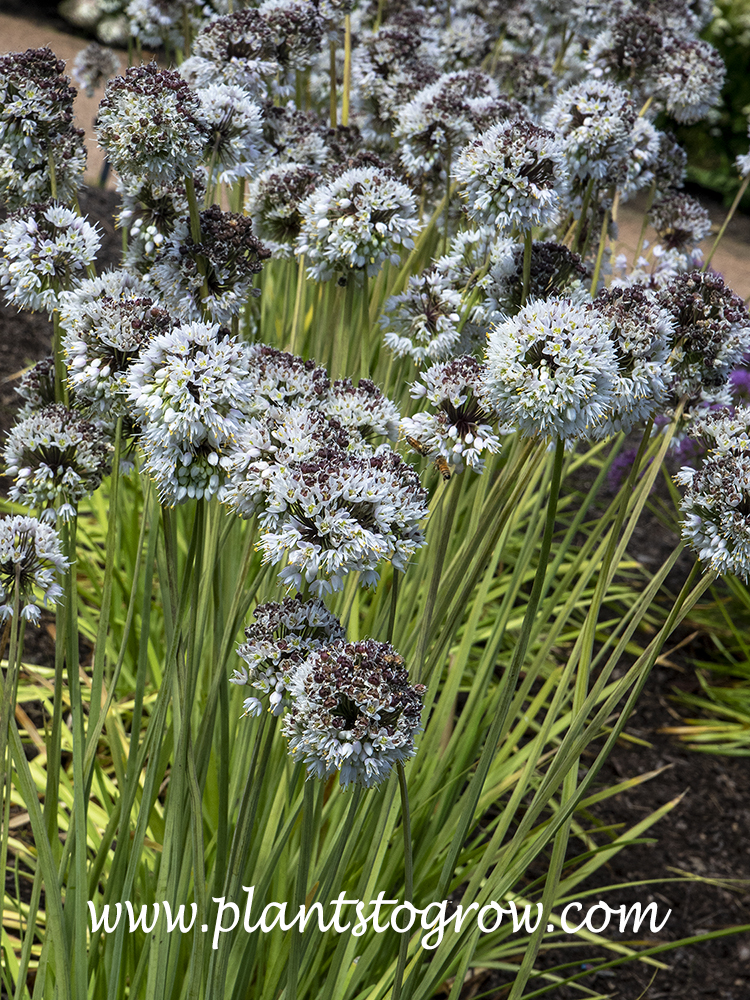 Falling Stars Allium (Allium cernuum) | Plants To Grow Plants Database ...