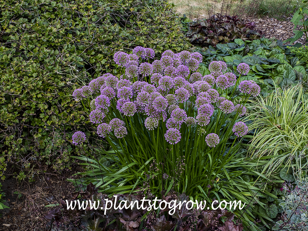 Allium Millenium | Plants To Grow Plants Database by Paul S. Drobot