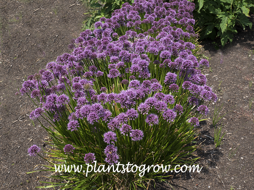 'Windy City' Allium | Plants To Grow Plants Database by Paul S. Drobot