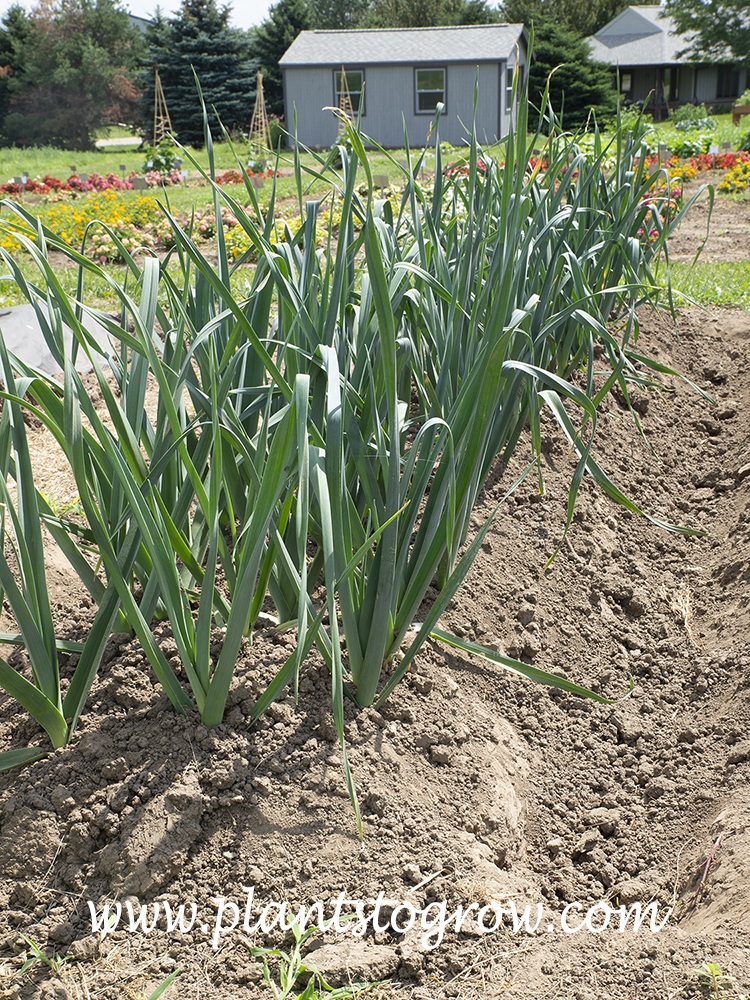 raised row garden | Plants To Grow Plants Database by Paul S. Drobot