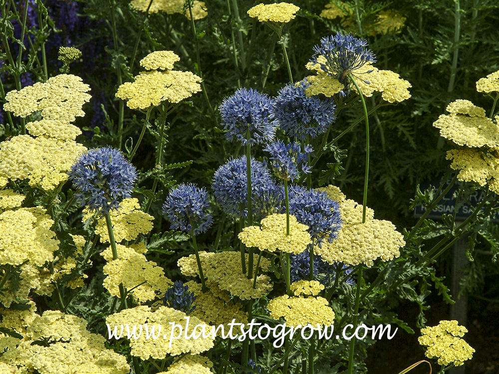 Blue Globe Allium (Allium caeruleum) | Plants To Grow Plants Database ...