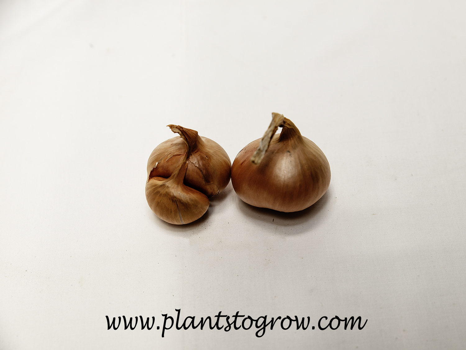 Allium cepa aggeratum 'Matador Shallot' | Plants To Grow Plants ...