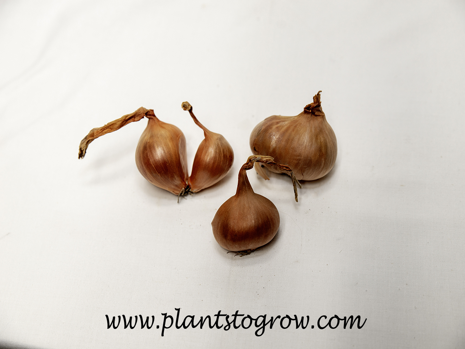 Shallot (Allium cepa ageratuum) | Plants To Grow Plants Database by ...