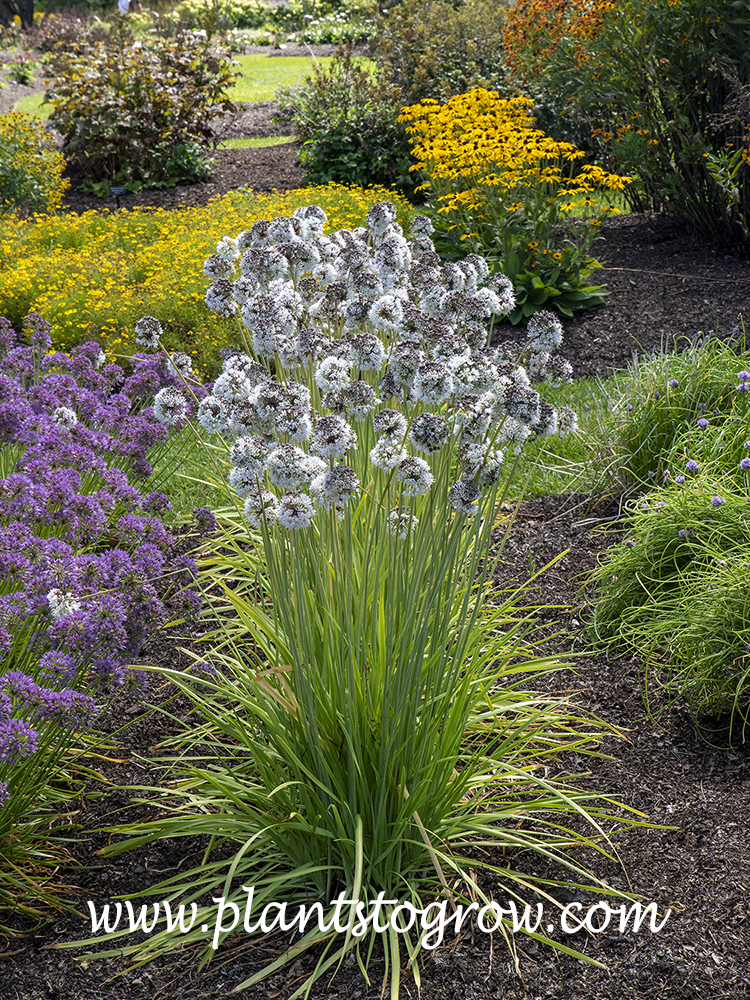 Falling Stars Allium (Allium cernuum) | Plants To Grow Plants Database ...